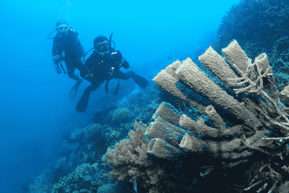 Book Diving Package Tickets | Flat 20% Off