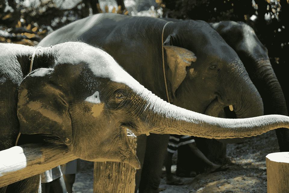 Book Elephant Bathing at Welfare Center Tickets | Flat 21% Off